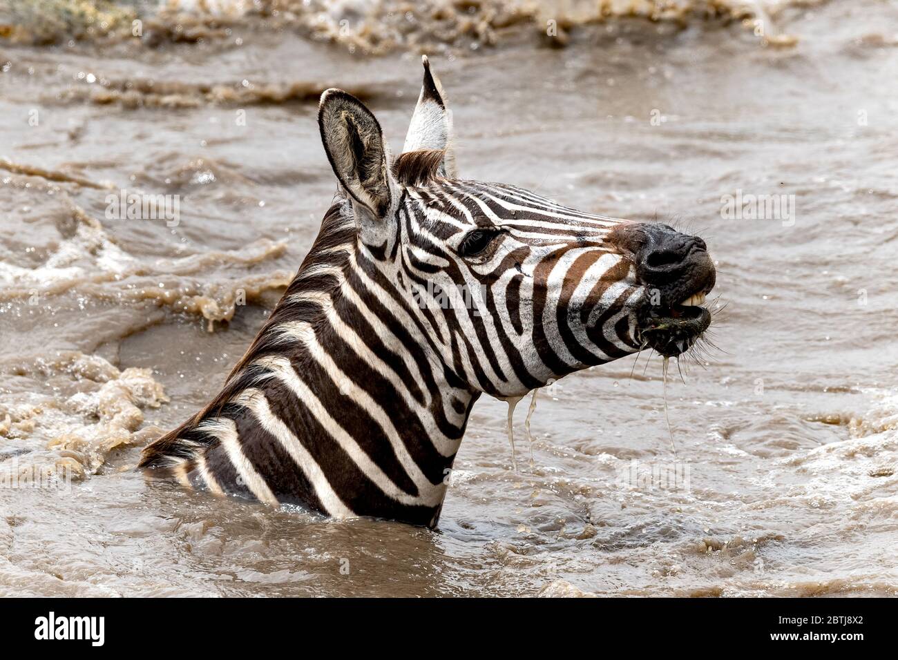 Le brave zébra entre dans les eaux. MASAI MARA, KENYA : DES images À ...