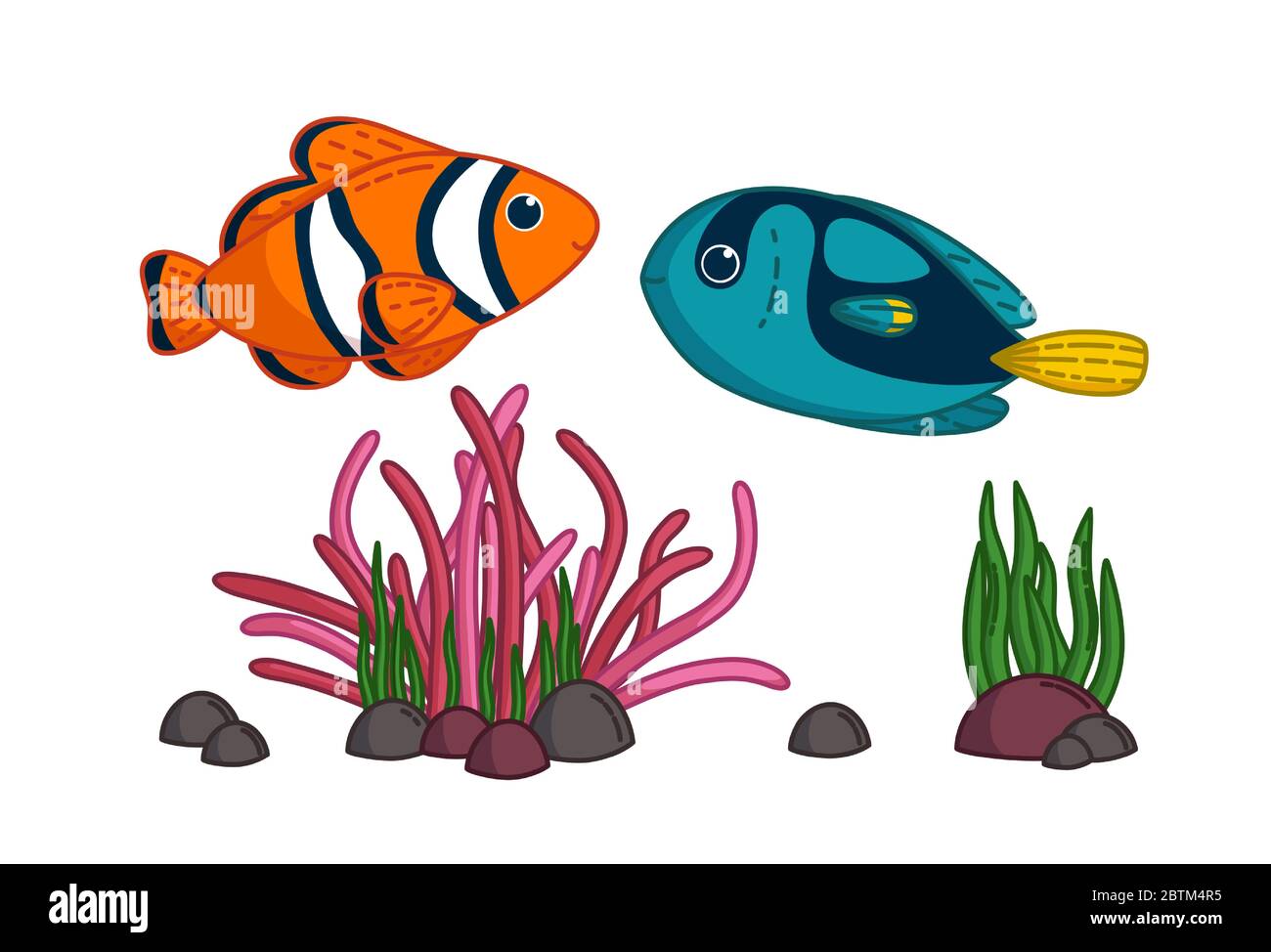 Paracanthurus hepatus Banque d'images vectorielles - Alamy