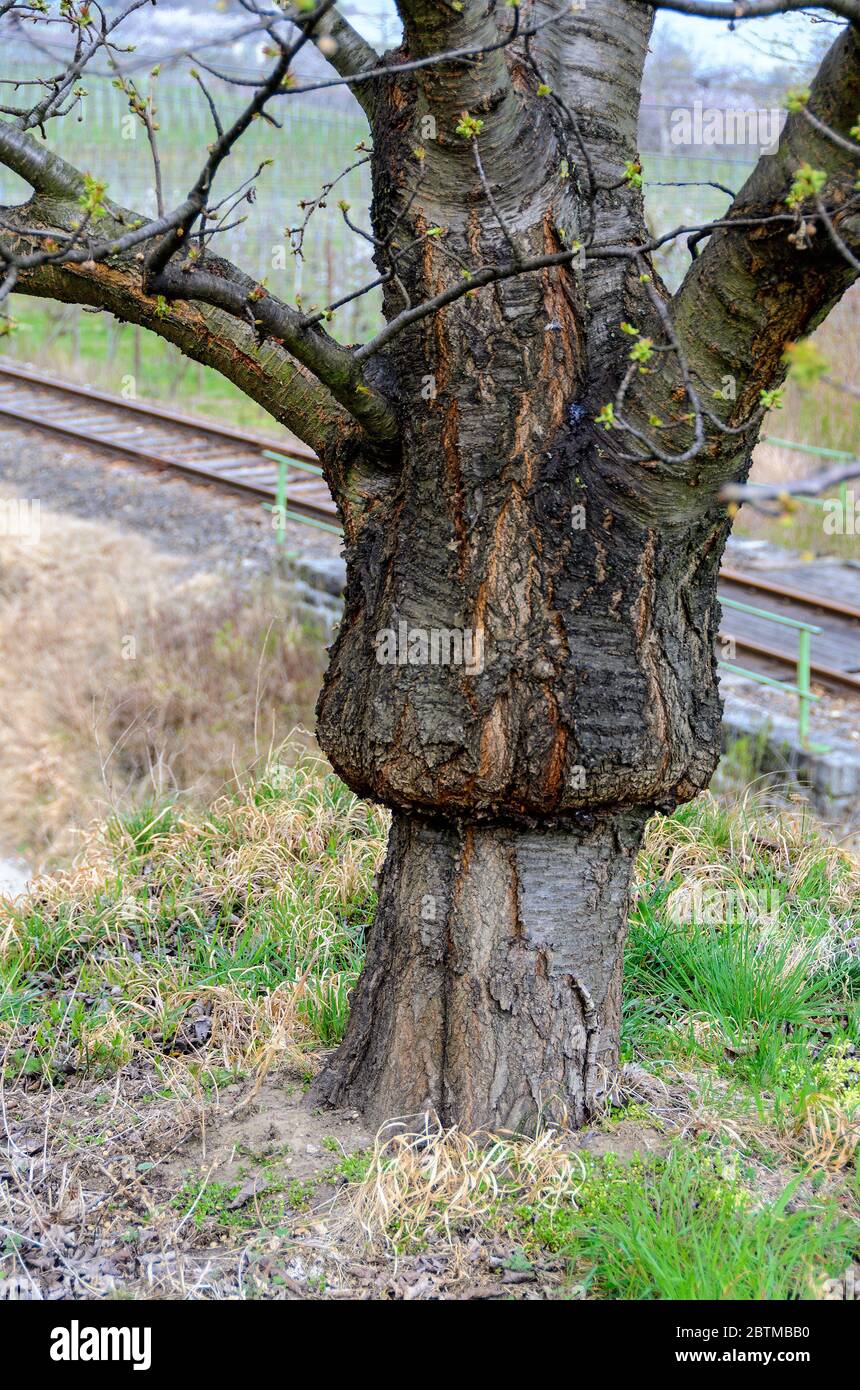 Arbre fruitier greffé Banque de photographies et d’images à haute ...