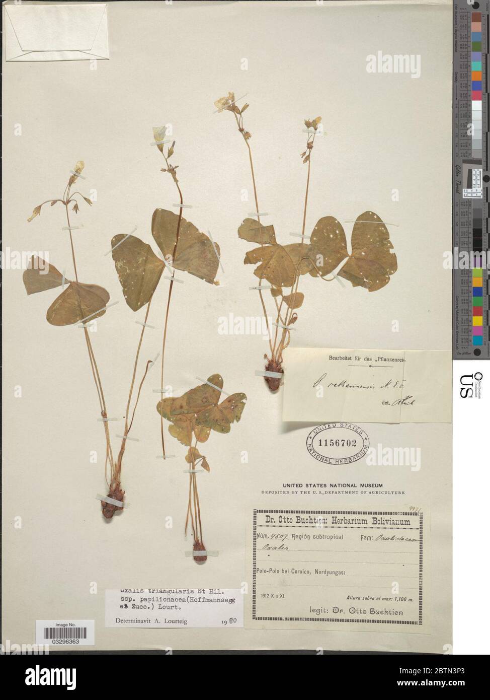 Oxalis triangularis subsp papilionacea Banque de photographies et d ...