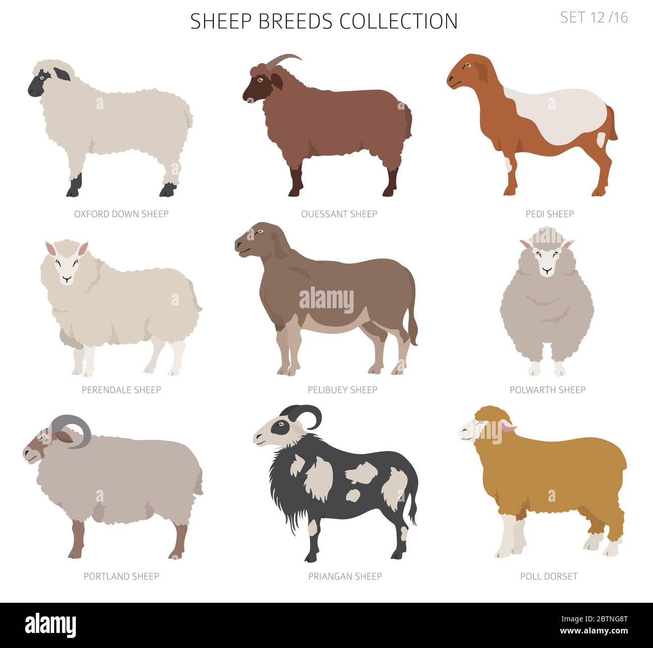 Mouton ouessant Banque d'images vectorielles - Alamy