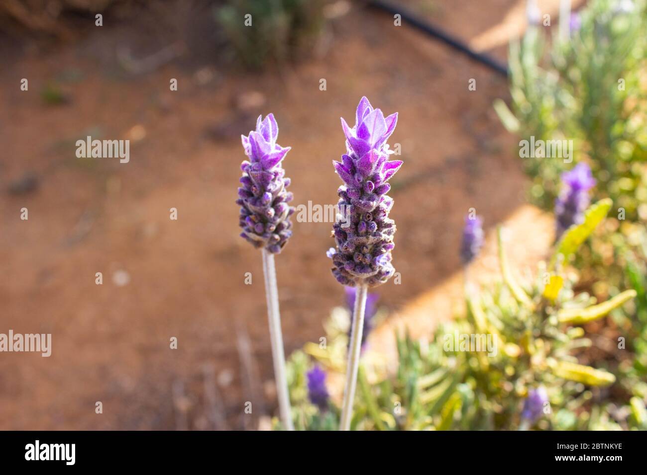 Lavanda field Banque de photographies et d’images à haute résolution ...