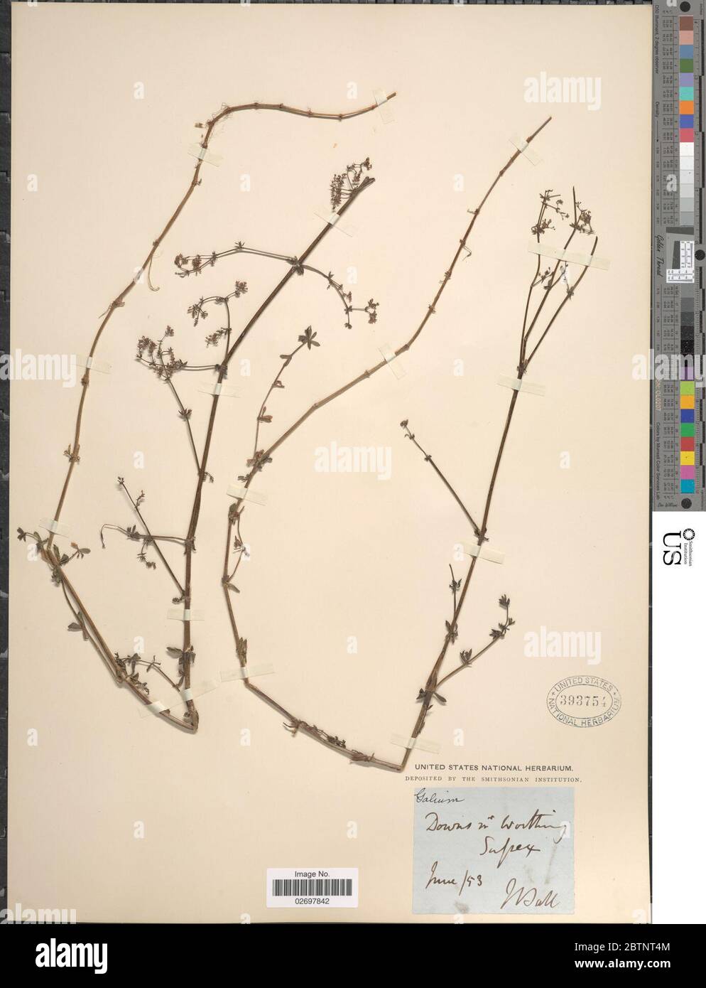 Galium sp Banque de photographies et d’images à haute résolution - Alamy