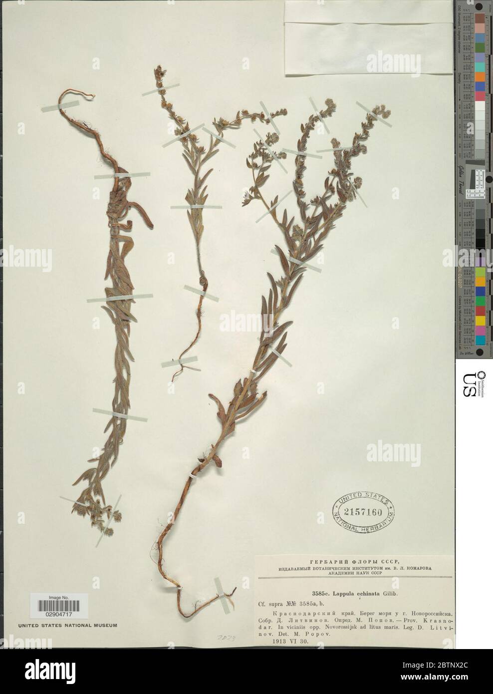 Lappula squarrosa Banque de photographies et d’images à haute ...