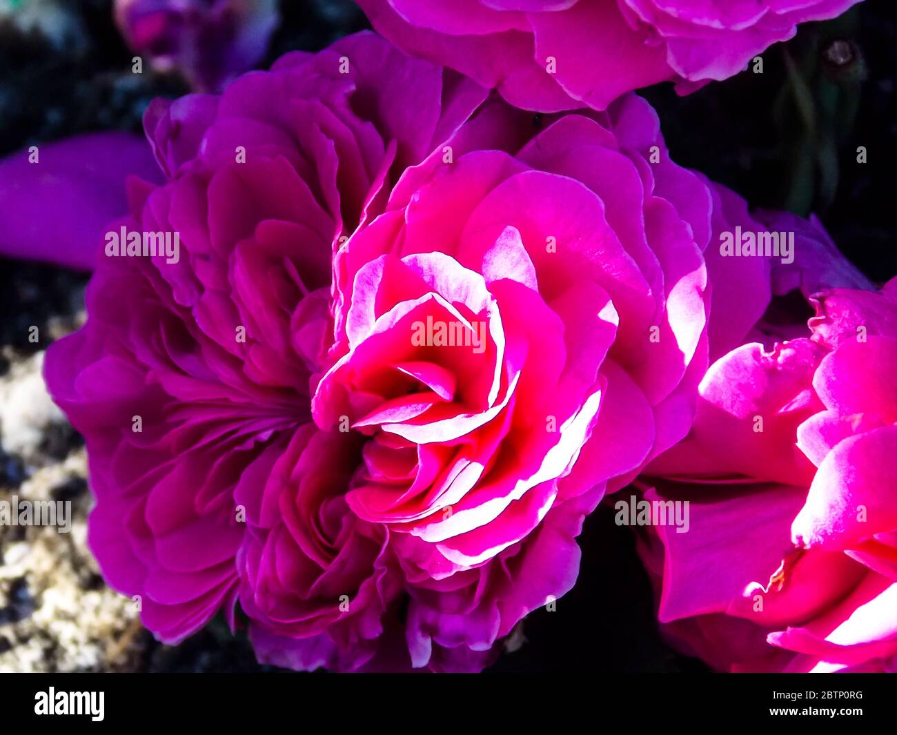 David austin english rose Banque de photographies et d’images à haute ...