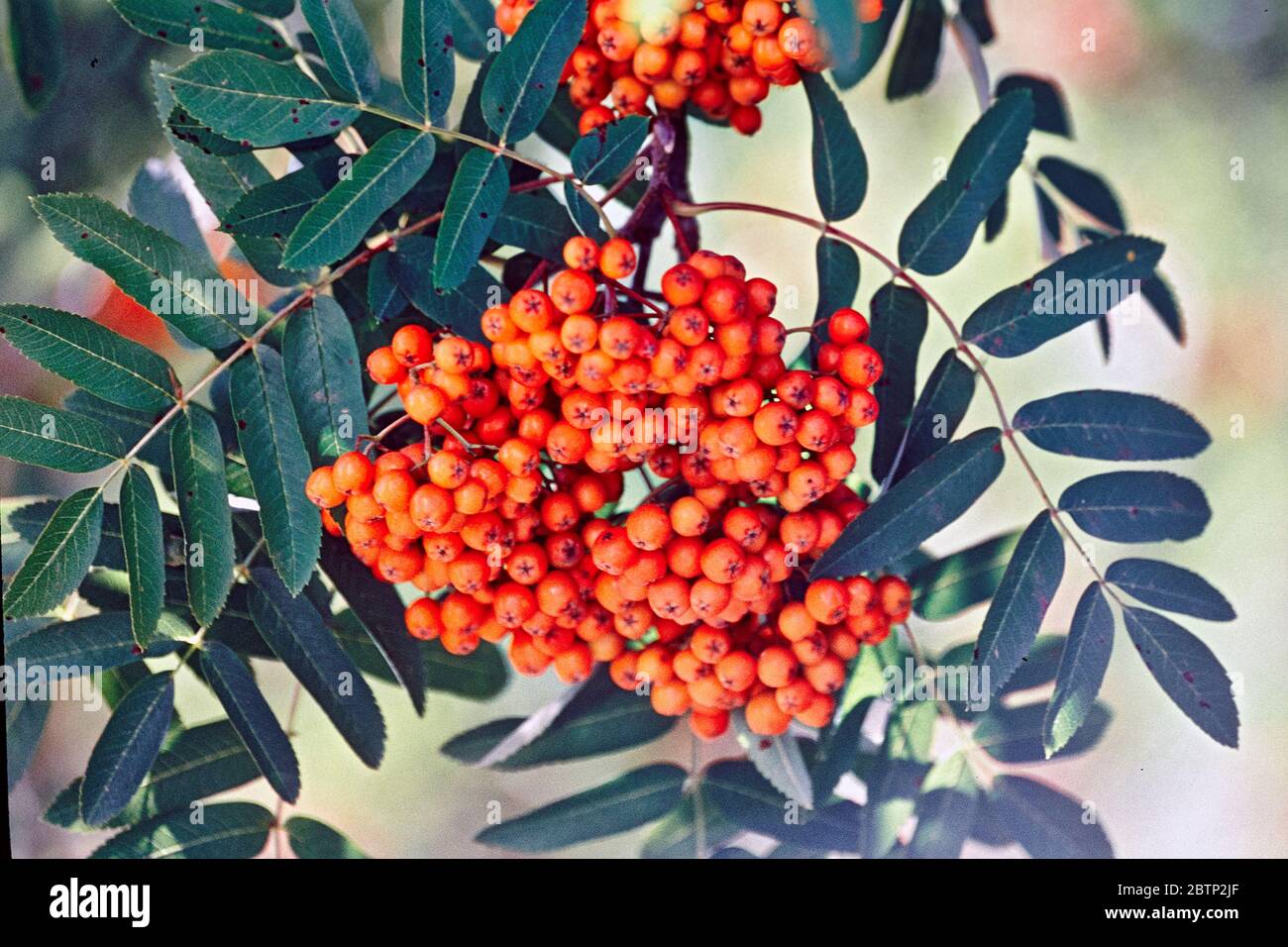 Rowan sorbus aucuparia rosaceae Banque de photographies et d’images à ...