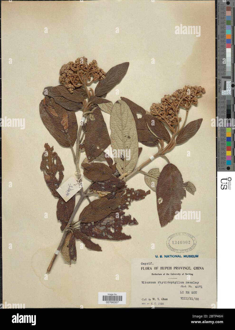 Viburnum rhytidophyllum Banque de photographies et d’images à haute ...