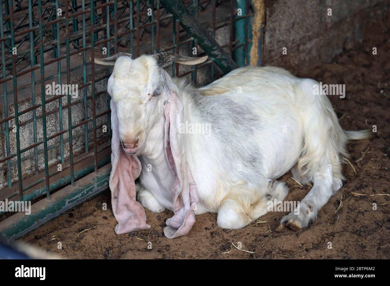 La race de chèvre nubienne a de très longues oreilles qui aident à ...