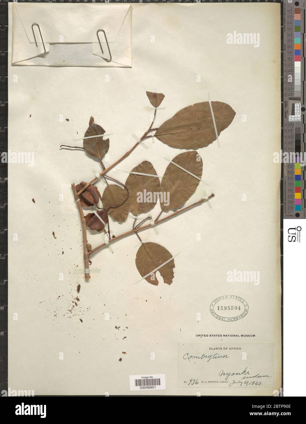 Combretum sp Banque de photographies et d’images à haute résolution - Alamy