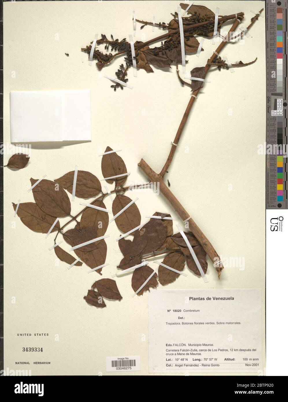 Combretum sp Banque de photographies et d’images à haute résolution - Alamy