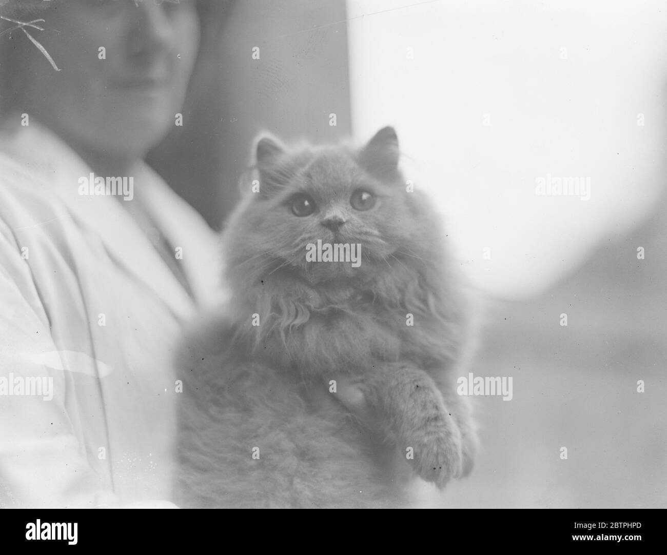 Chat persan bleu Banque de photographies et d’images à haute résolution ...