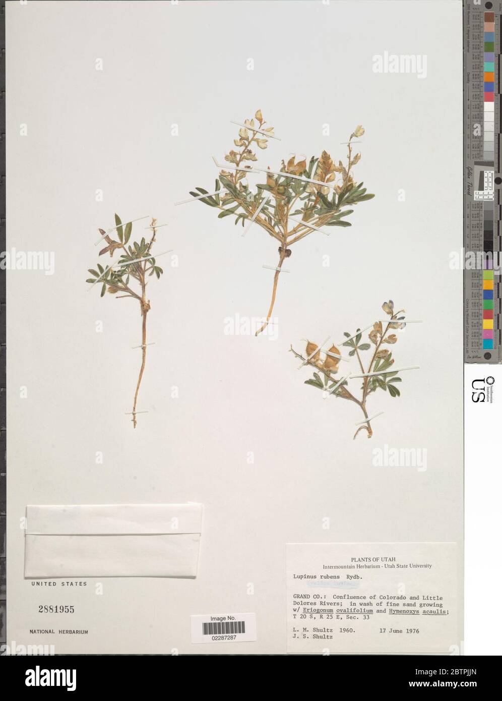 Lupinus pusillus Banque de photographies et d’images à haute résolution ...