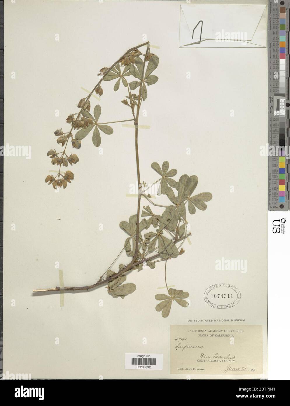 Lupinus sp Banque de photographies et d’images à haute résolution - Alamy