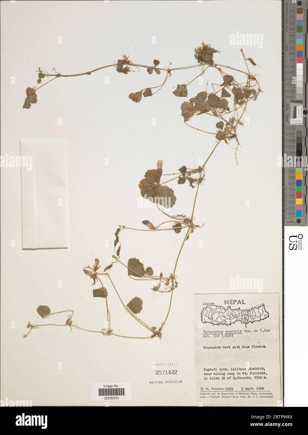 Parochetus communis Banque de photographies et d’images à haute ...