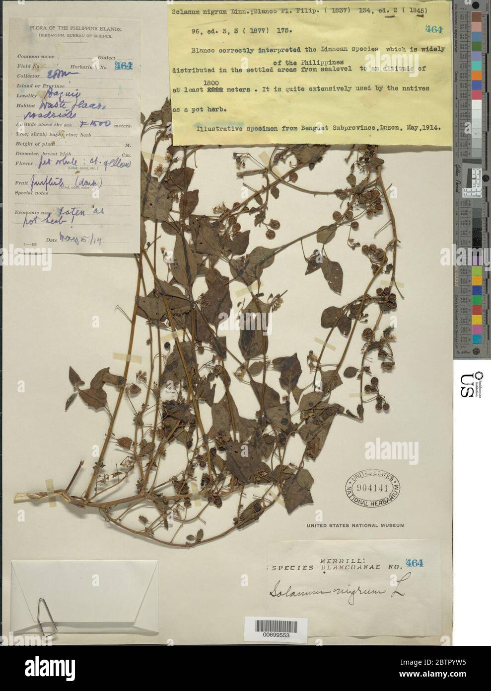 Solanum nigrum l Banque de photographies et d’images à haute résolution ...