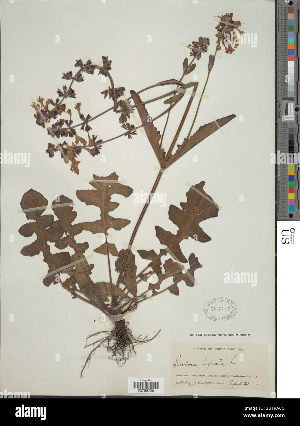 Salvia lyrata Banque de photographies et d’images à haute résolution ...