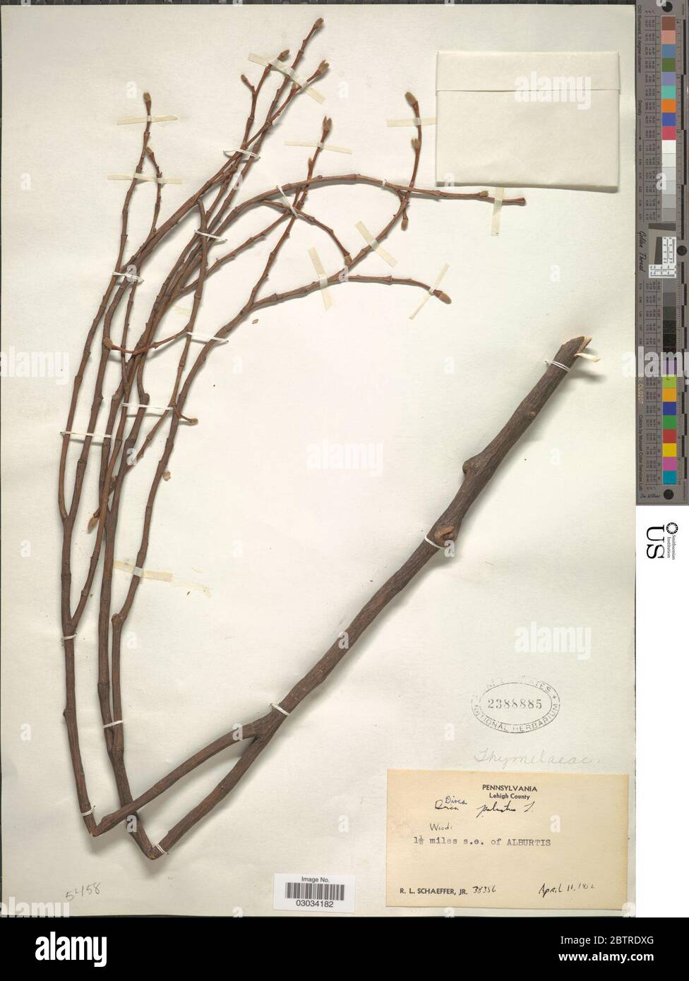 Dirca palustris Banque de photographies et d’images à haute résolution ...