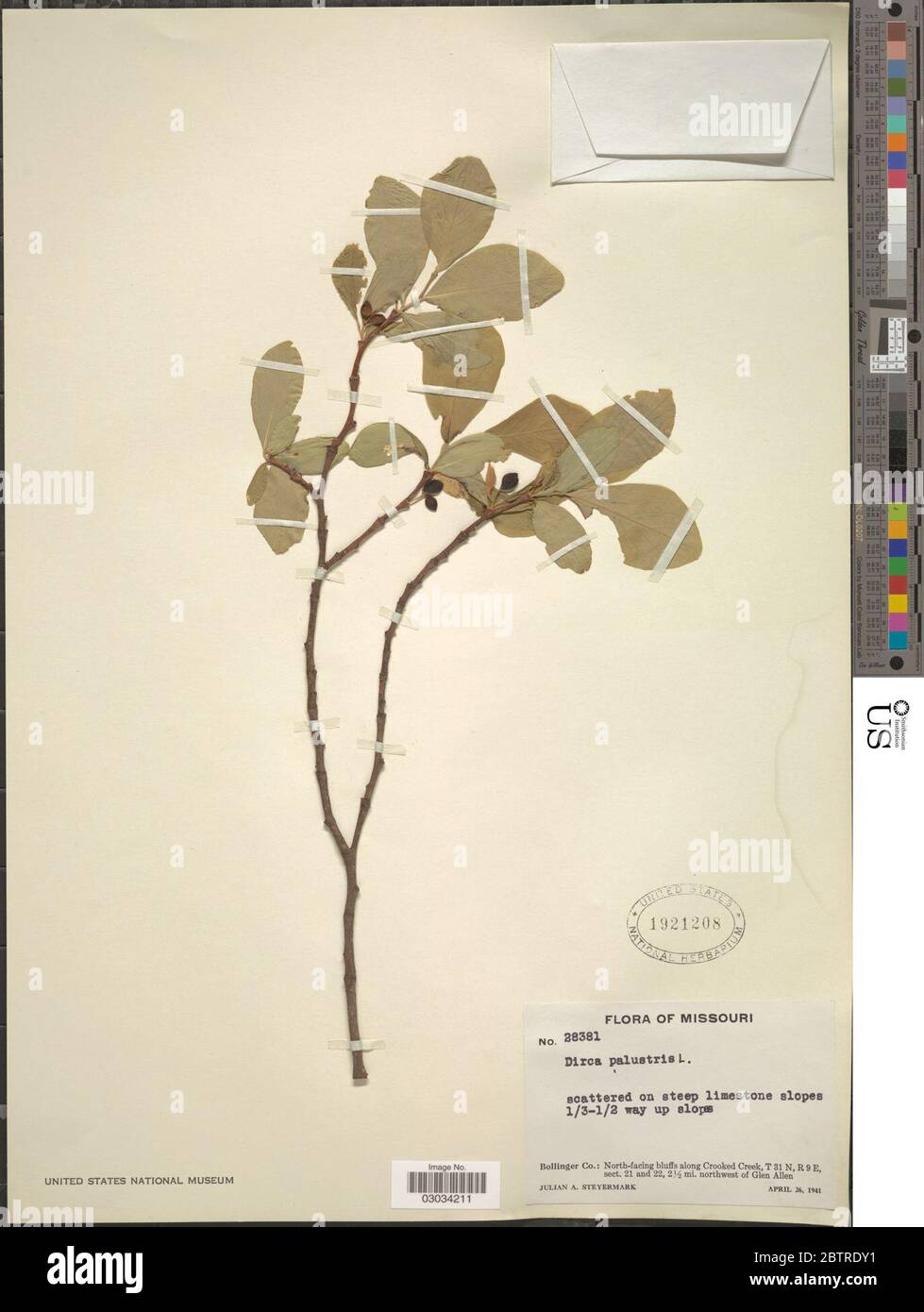 Dirca palustris Banque de photographies et d’images à haute résolution ...
