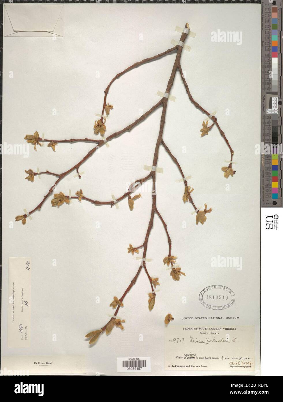 Dirca palustris Banque de photographies et d’images à haute résolution ...