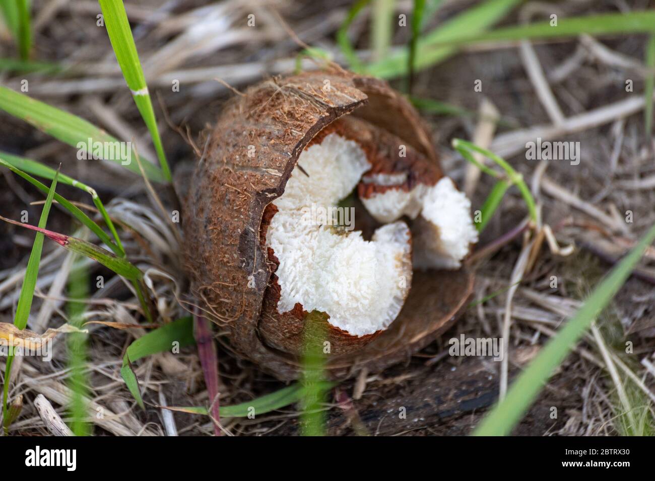 Coco fruits Banque de photographies et d’images à haute résolution - Alamy