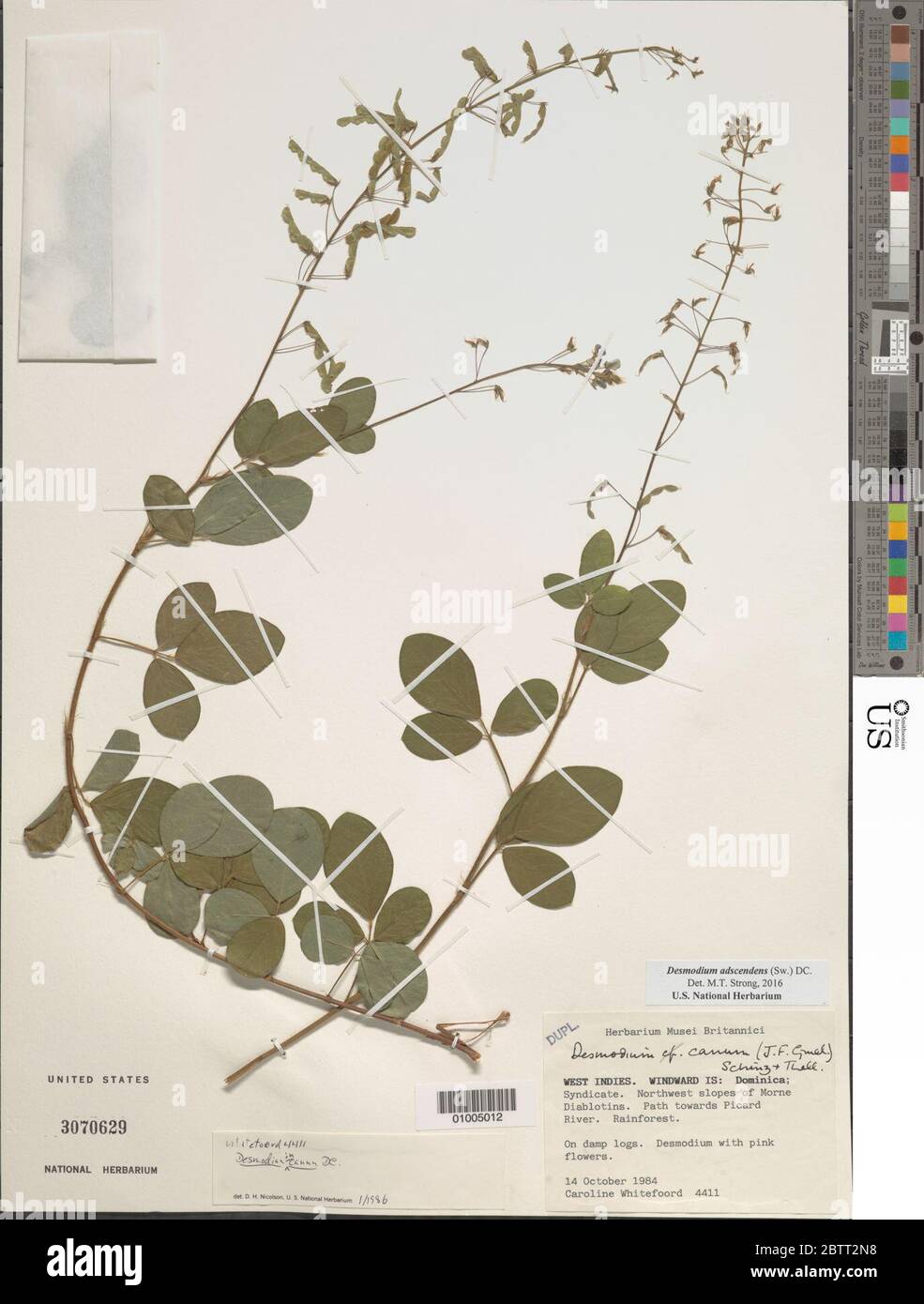 Desmodium adscendens Banque de photographies et d’images à haute ...