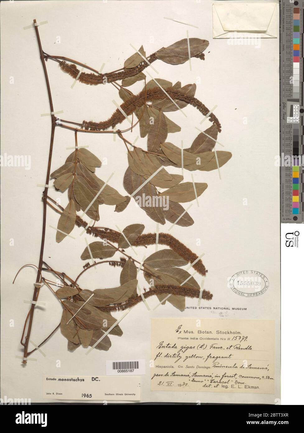 L gigas Banque de photographies et d’images à haute résolution - Alamy