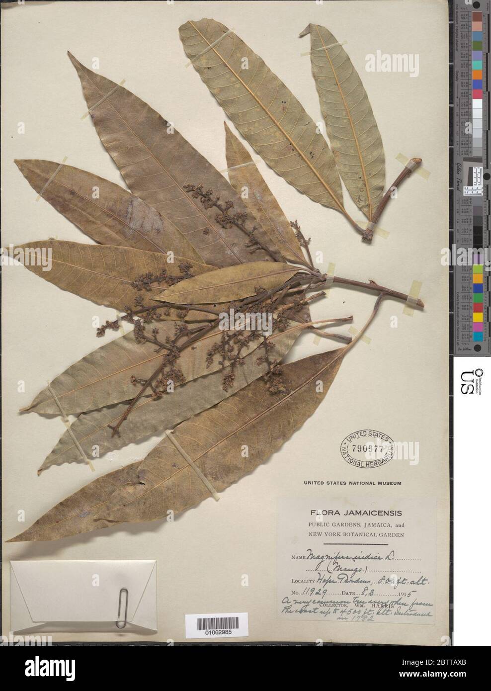 Mangifera indica l Banque de photographies et d’images à haute ...