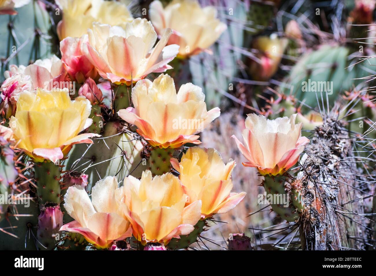 Opuntia fragilis Banque de photographies et d’images à haute résolution ...