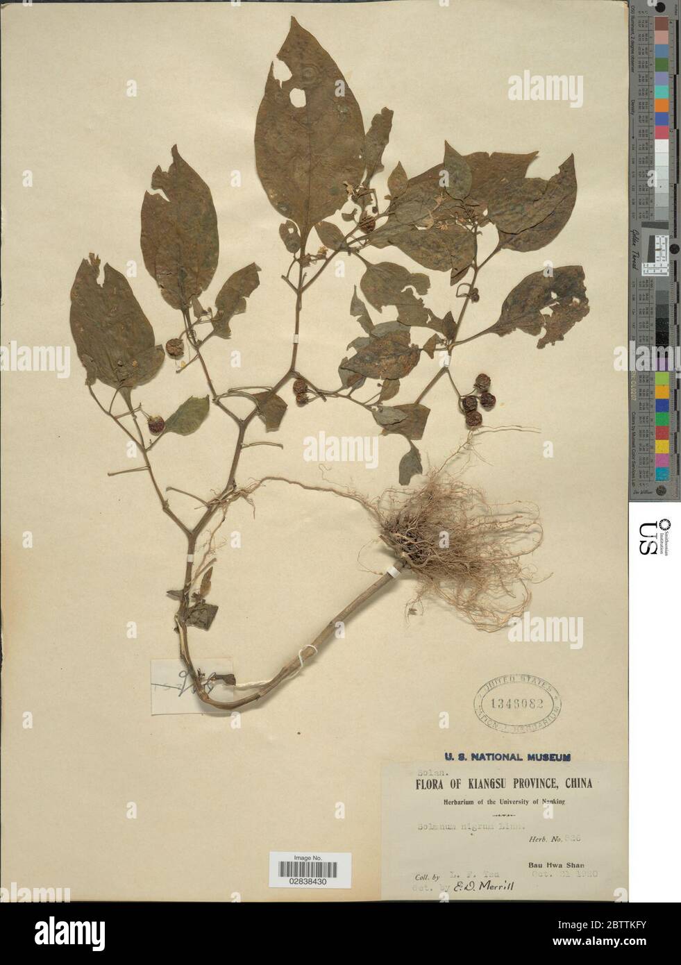 Solanum nigrum l Banque de photographies et d’images à haute résolution ...