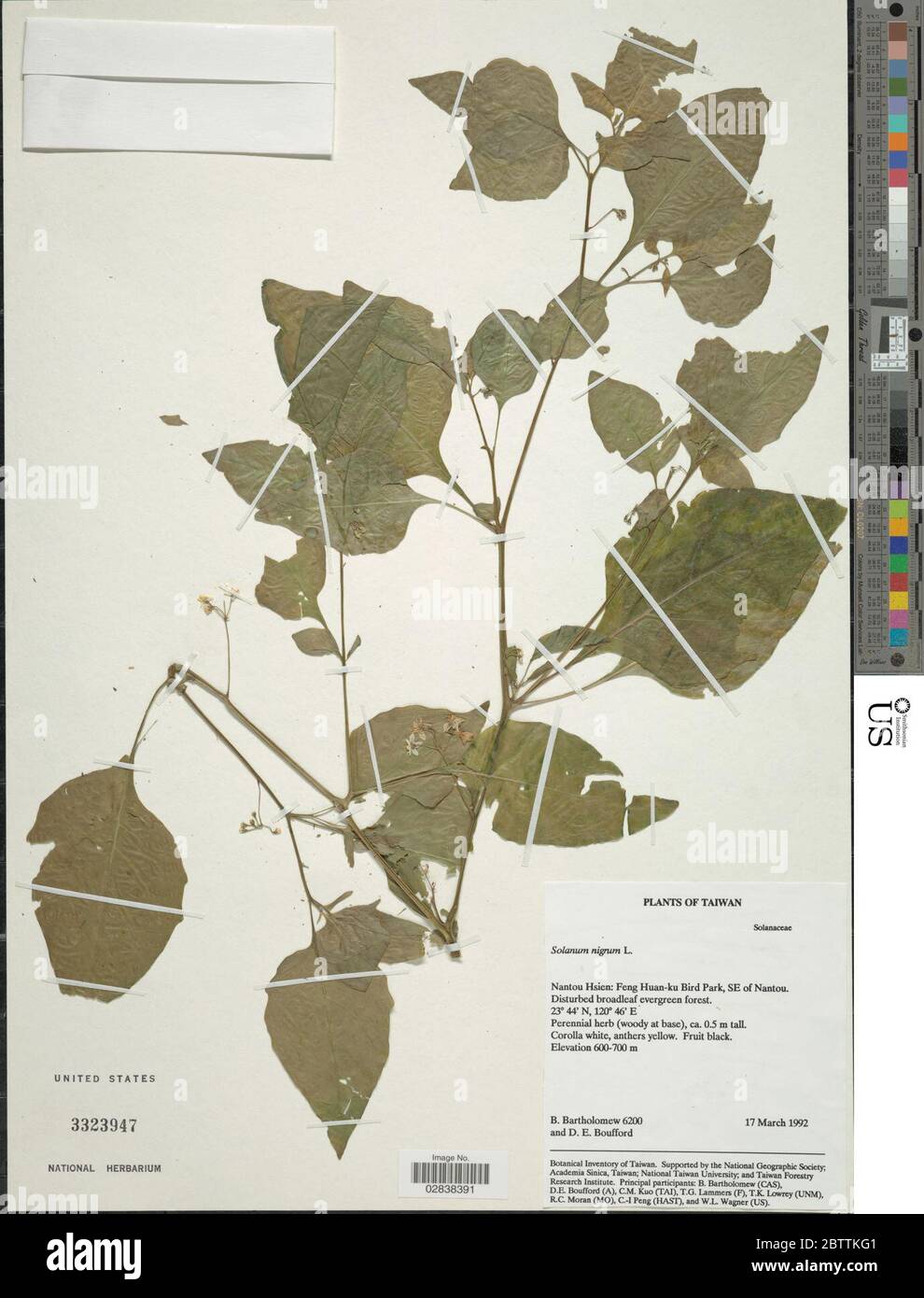 Solanum nigrum l Banque de photographies et d’images à haute résolution ...