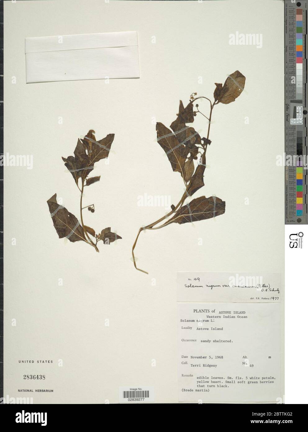 Solanum nigrum l Banque de photographies et d’images à haute résolution ...