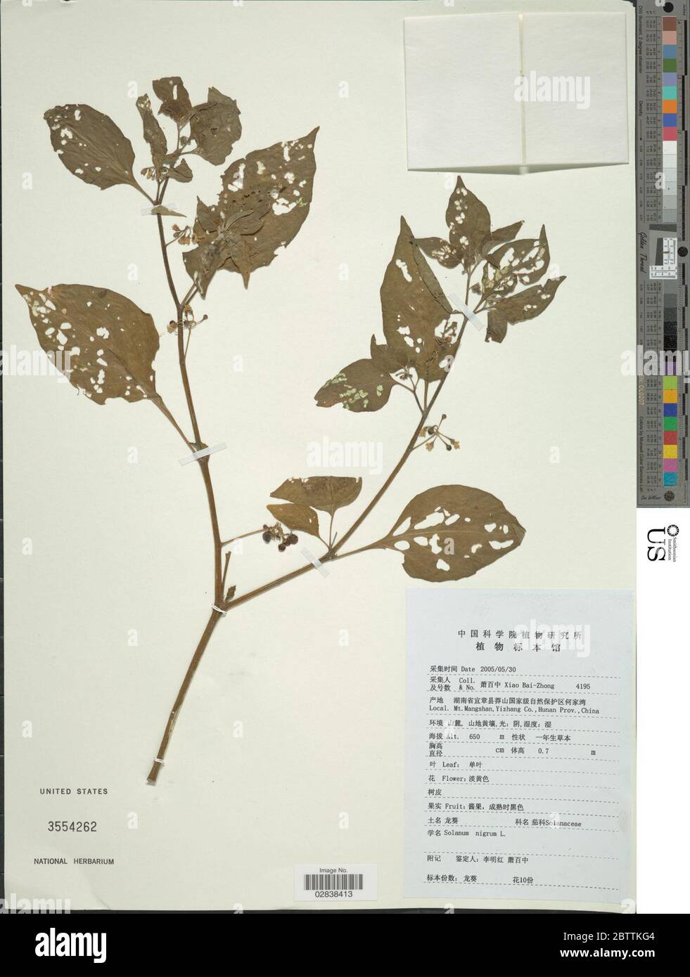 Solanum nigrum l Banque de photographies et d’images à haute résolution ...