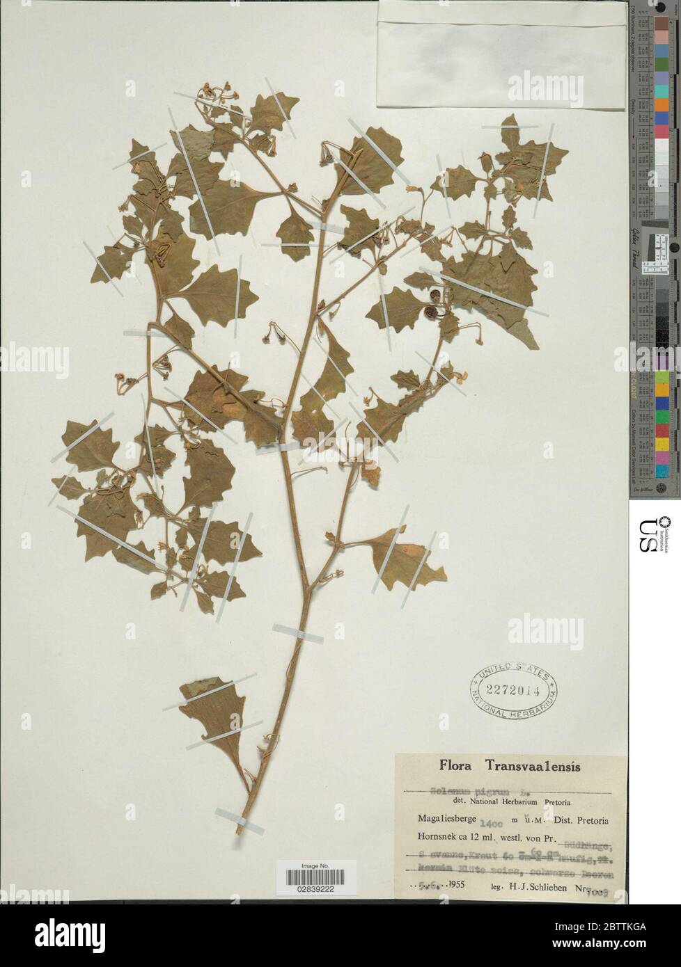 Solanum nigrum l Banque de photographies et d’images à haute résolution ...