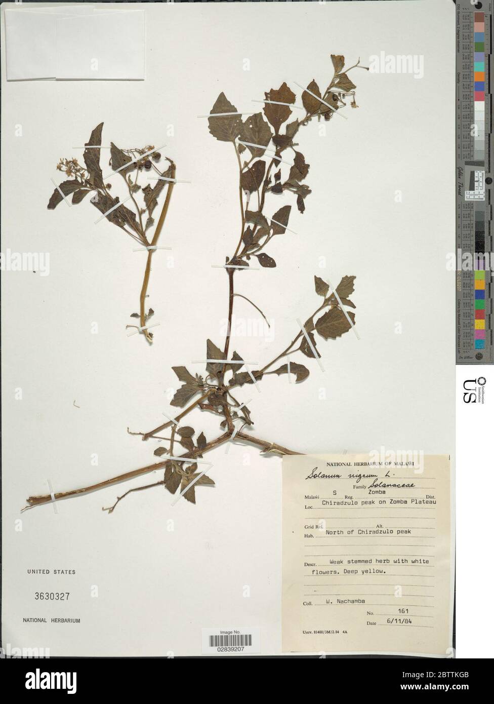 Solanum nigrum l Banque de photographies et d’images à haute résolution ...