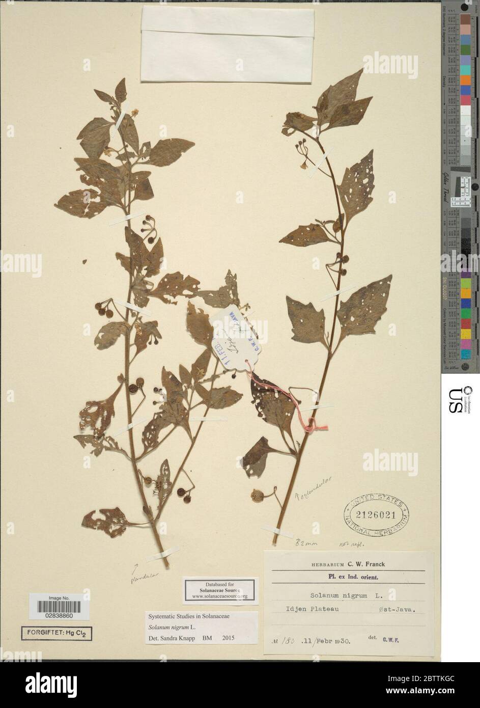 Solanum nigrum l Banque de photographies et d’images à haute résolution ...