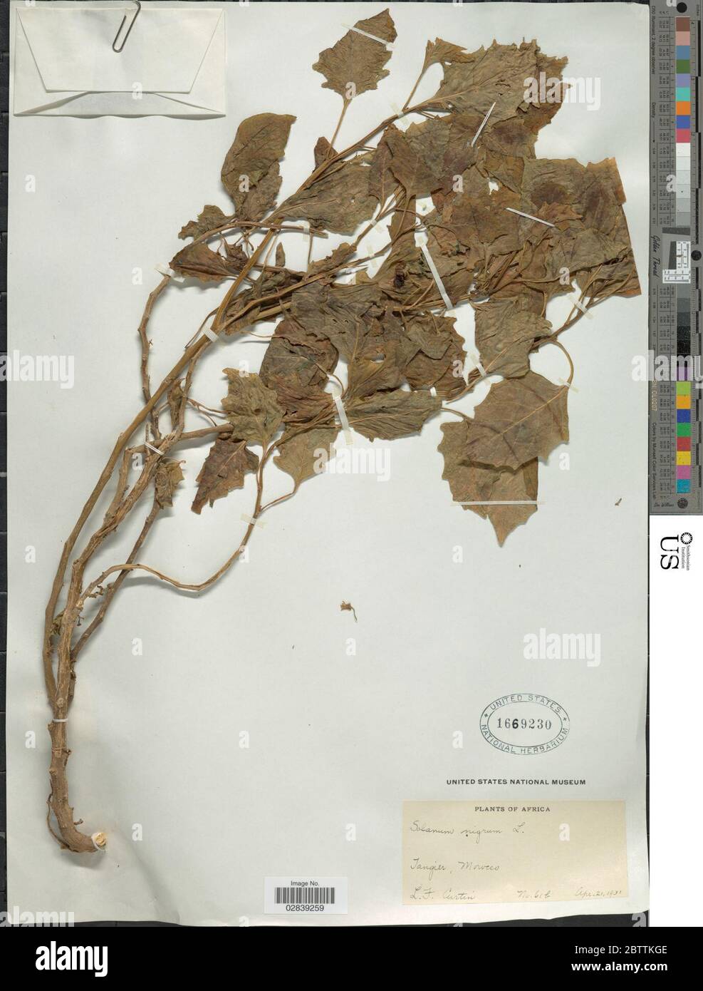 Solanum nigrum l Banque de photographies et d’images à haute résolution ...