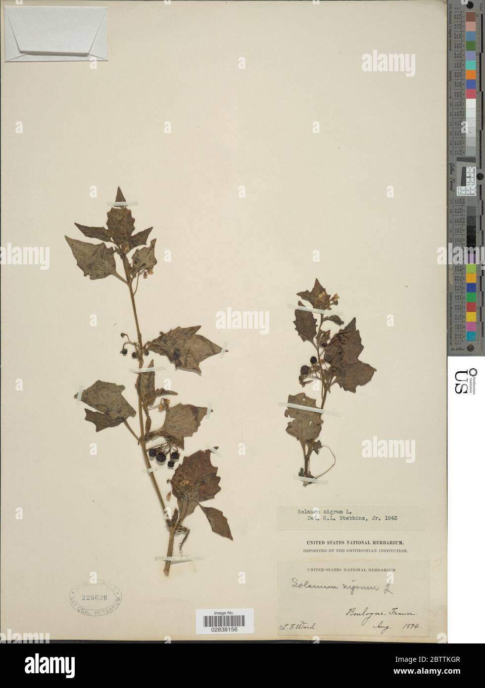 Solanum nigrum l Banque de photographies et d’images à haute résolution ...