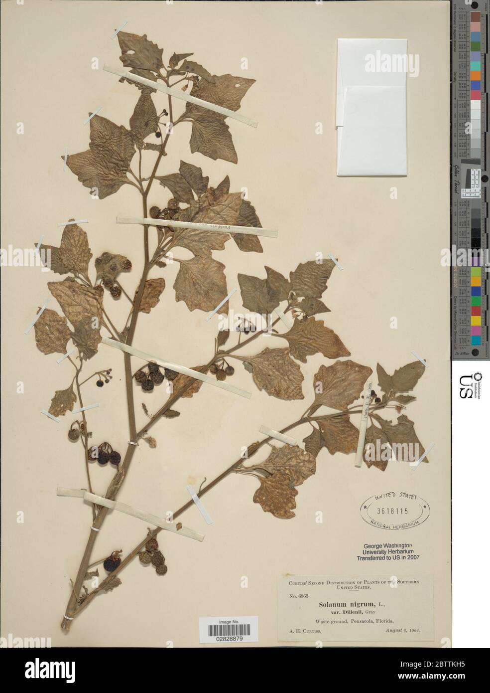 Solanum nigrum l Banque de photographies et d’images à haute résolution ...