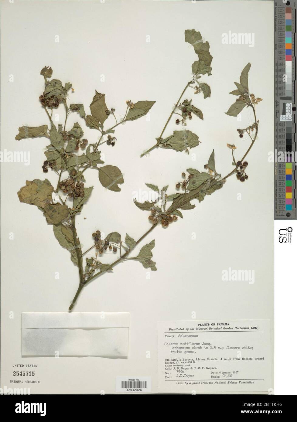 Solanum nigrum l Banque de photographies et d’images à haute résolution ...