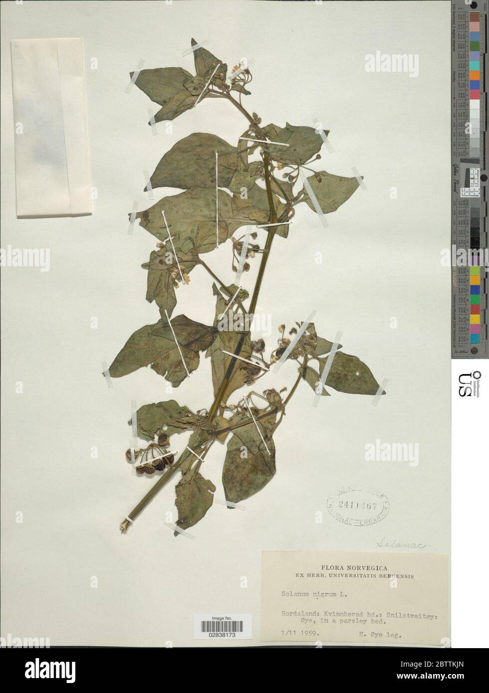 Solanum nigrum l Banque de photographies et d’images à haute résolution ...