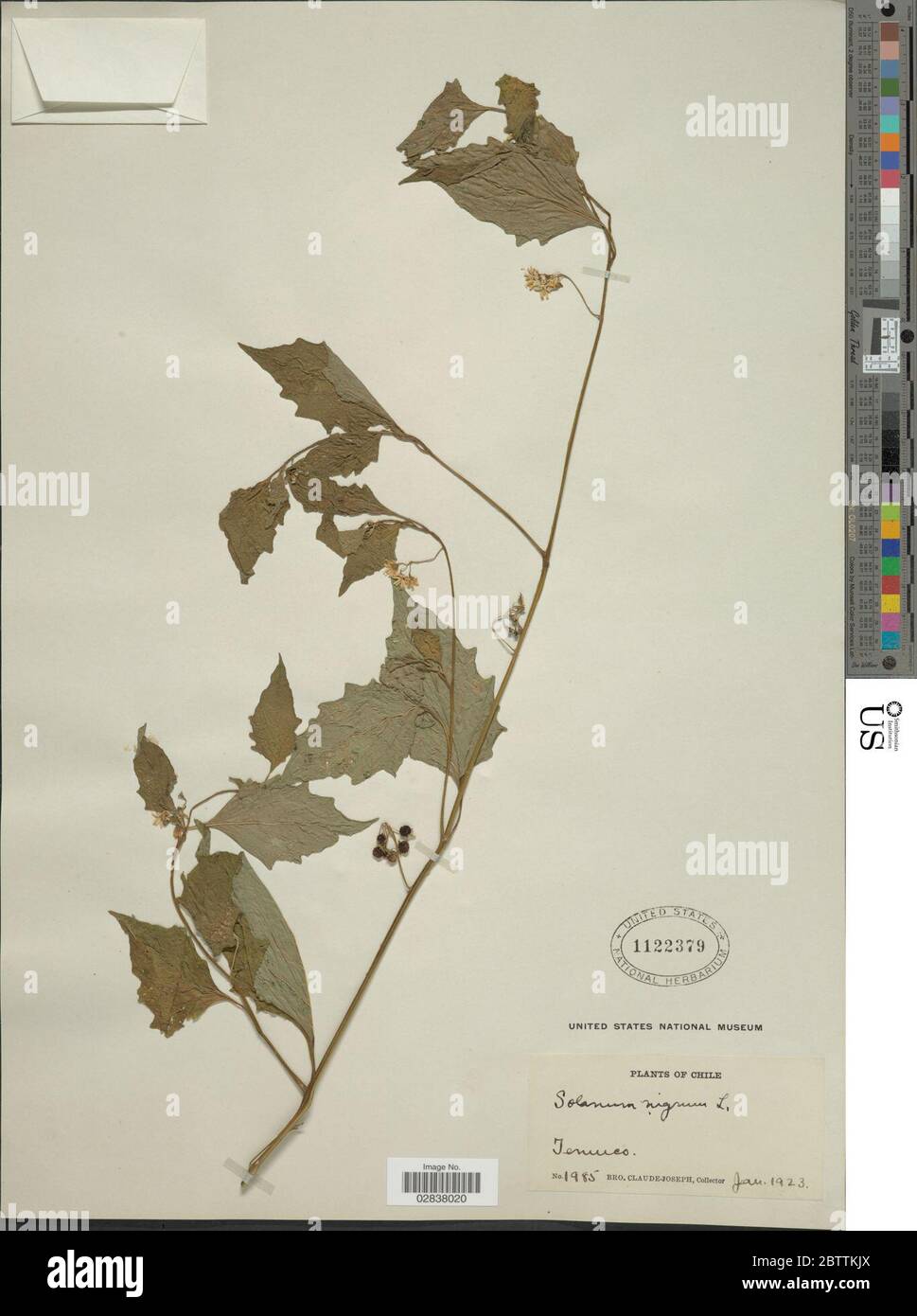 Solanum nigrum l Banque de photographies et d’images à haute résolution ...