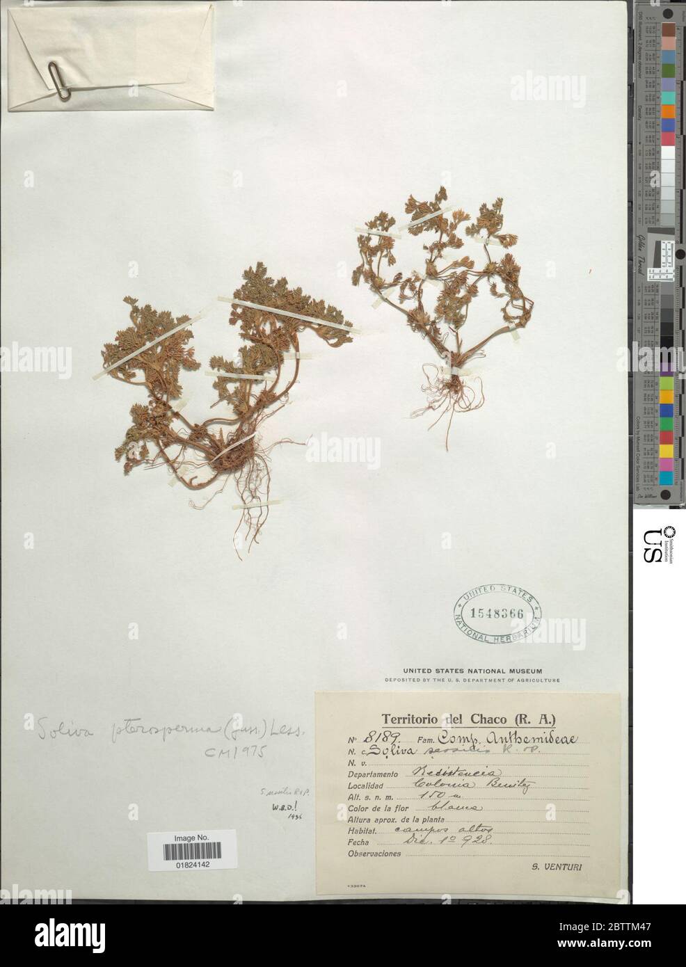 Soliva pterosperma Banque de photographies et d’images à haute ...