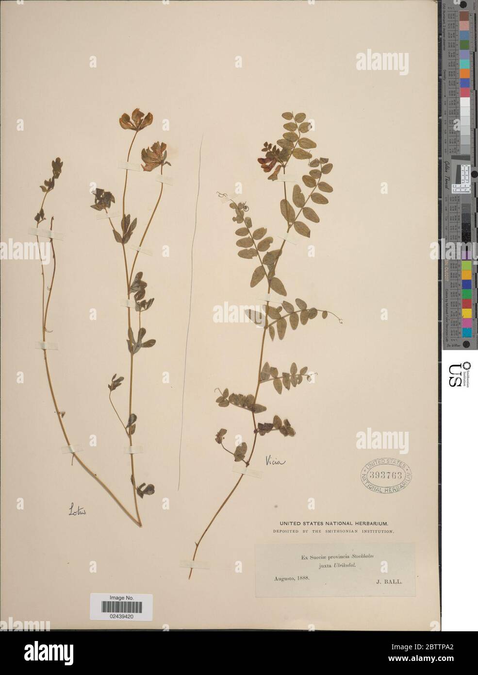 Vicia sp Banque de photographies et d’images à haute résolution - Alamy