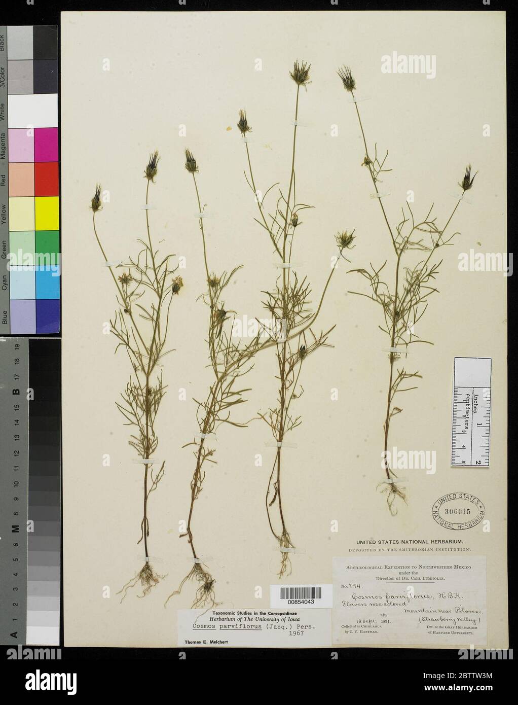 Cosmos parviflorus Banque de photographies et d’images à haute ...