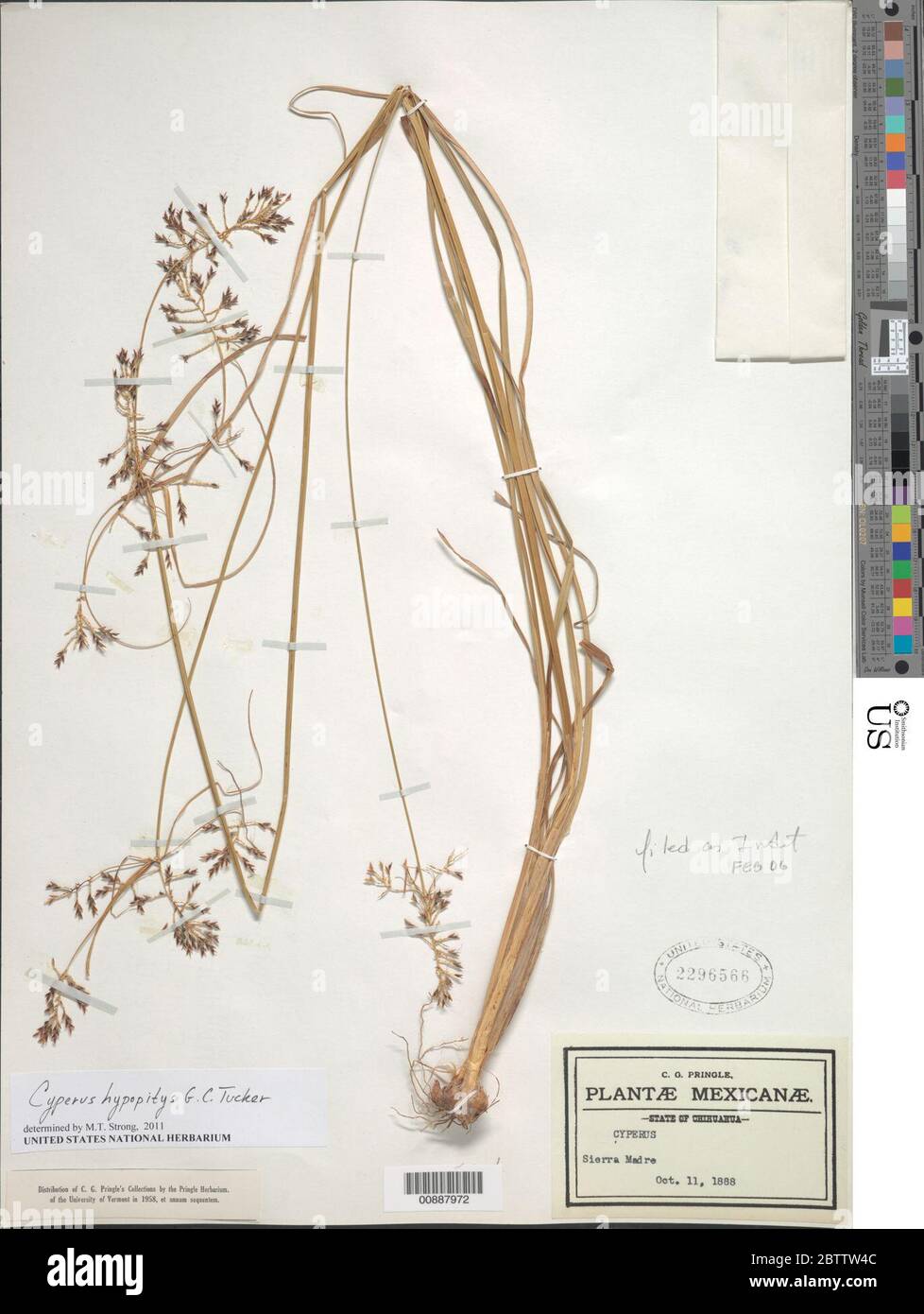 Cyperus cyperus sp Banque de photographies et d’images à haute ...