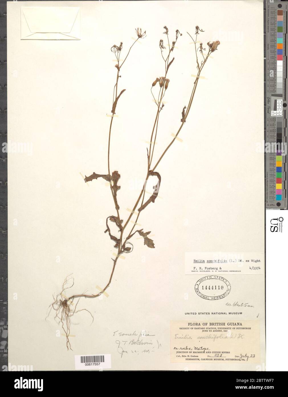 Emilia sonchifolia Banque de photographies et d’images à haute ...