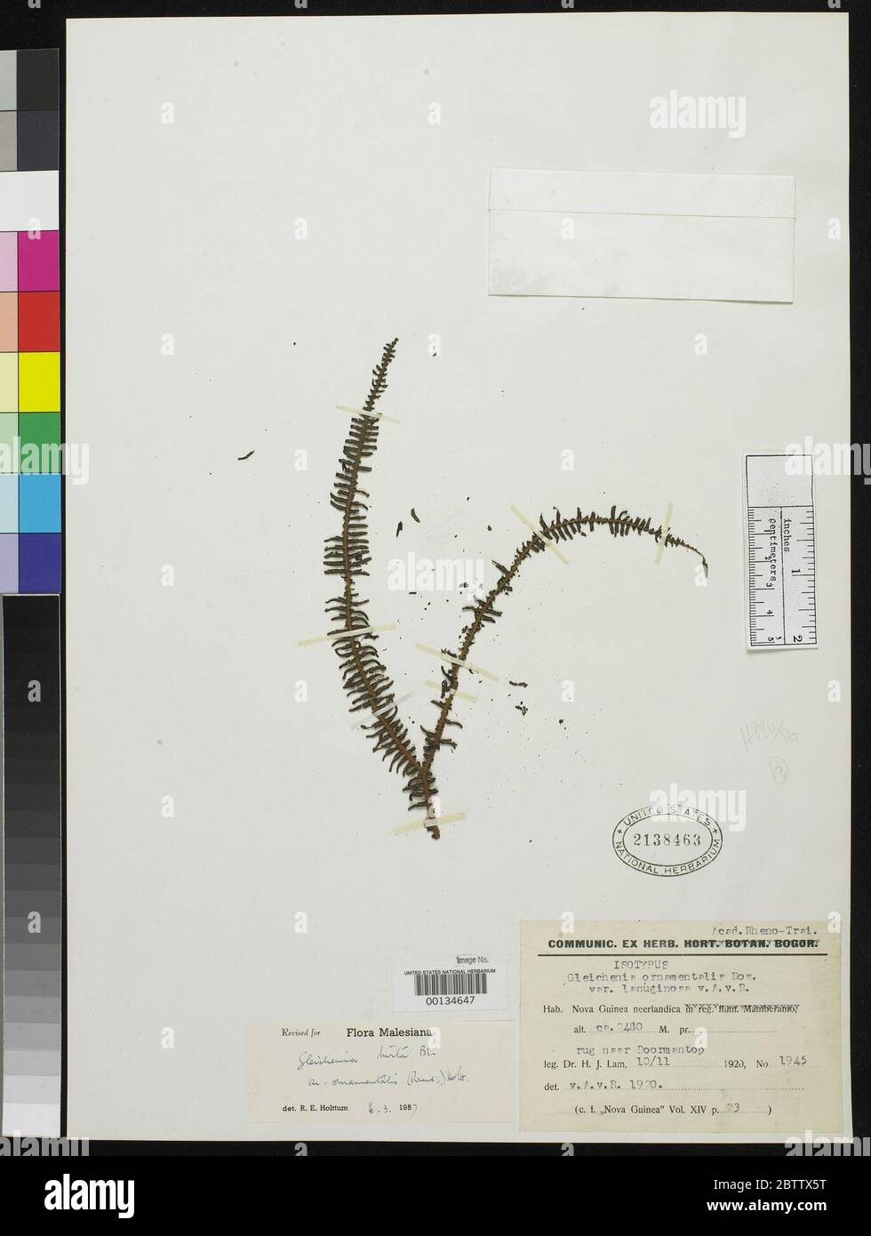 Gleichenia Banque de photographies et d’images à haute résolution - Alamy