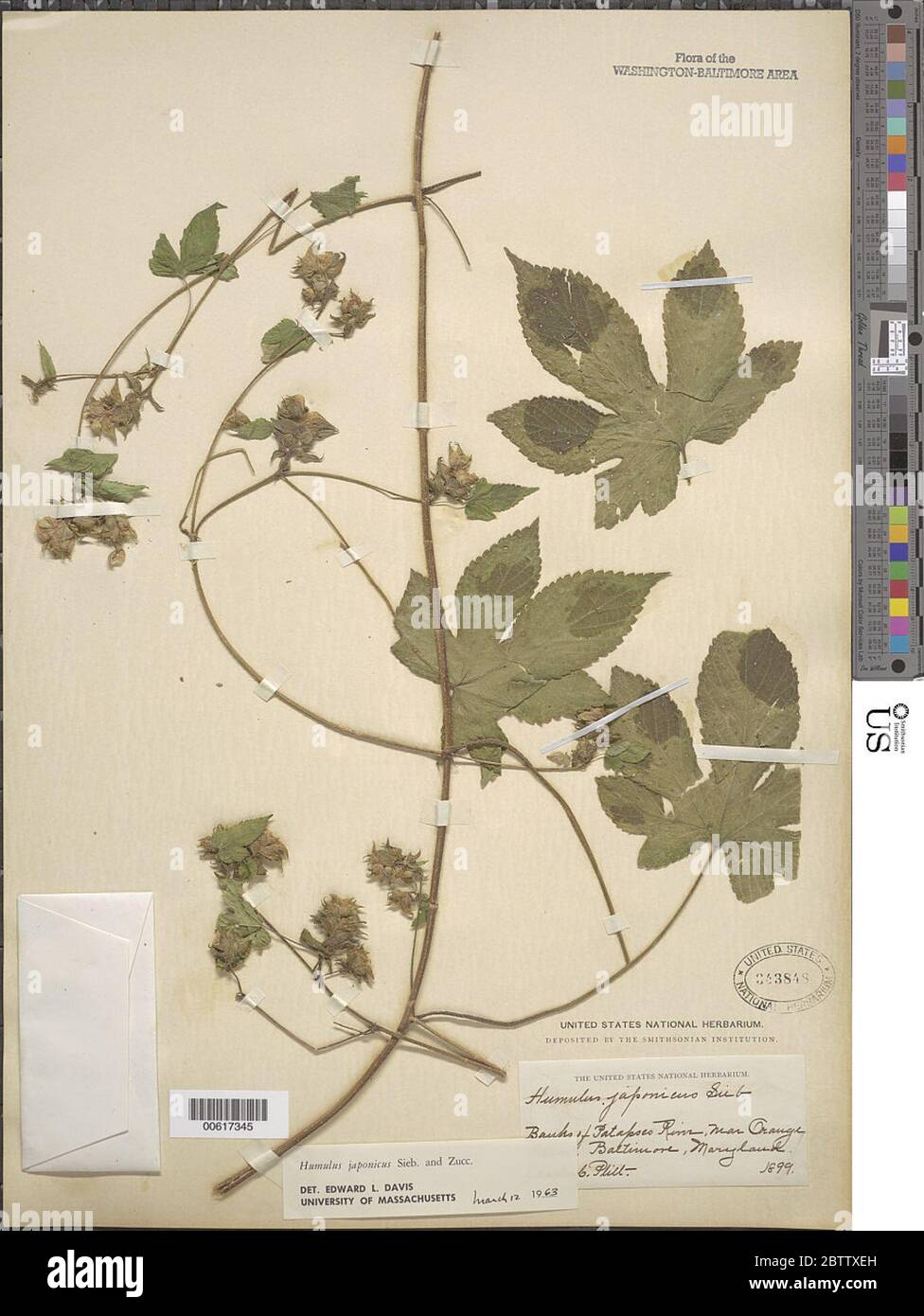 Humulus japonicus Banque de photographies et d’images à haute ...