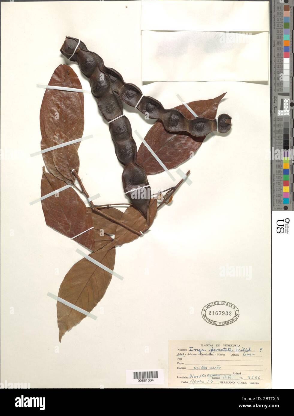 Inga punctata Banque de photographies et d’images à haute résolution ...