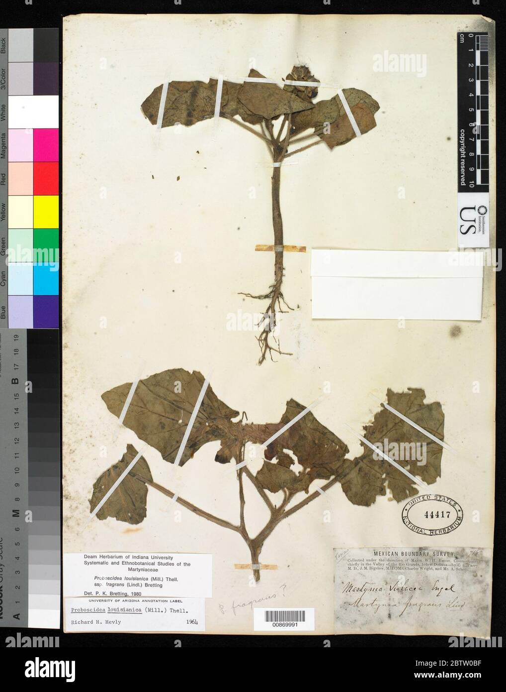 Proboscidea fragrans Banque de photographies et d’images à haute ...